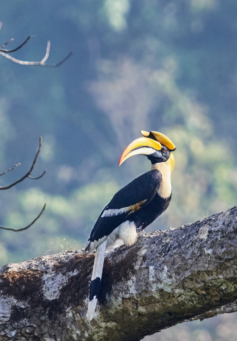 Mangaon Road trip with friends – In search of the Great Indian Hornbill ...