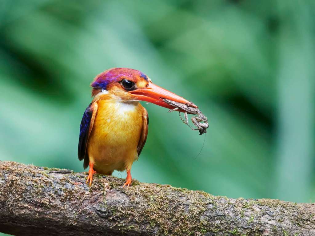 Karnala Birding Hide with friends – A Date with the Oriental Dwarf ...